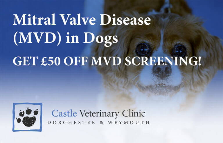 Read our useful vet blog and news - Castle Vets Dorchester