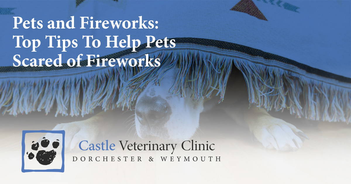 Pets and Fireworks | Top Tips To Help Pets Scared of Fireworks