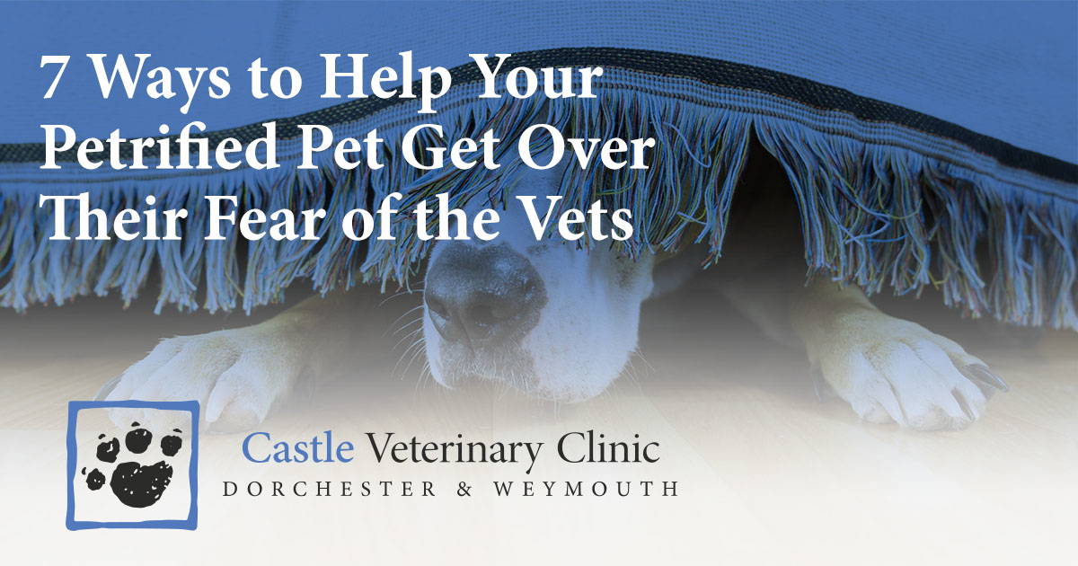 7 ways to help your petrified pet get over their fear of the vets