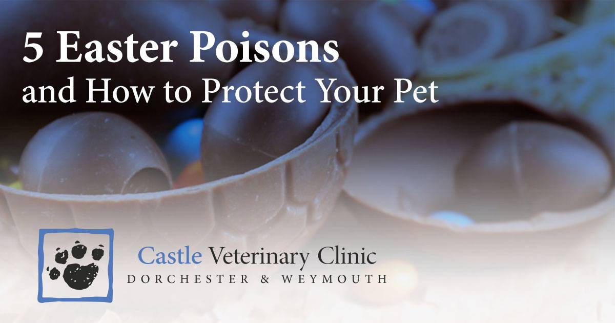5 Easter Poisons and How to Protect Your Pet | Castle Vets