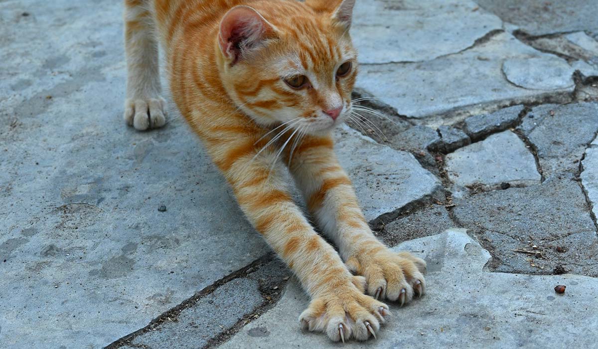 Essential Tips for Pet Nail Clipping | How to Trim Dog & Cat Claws ...
