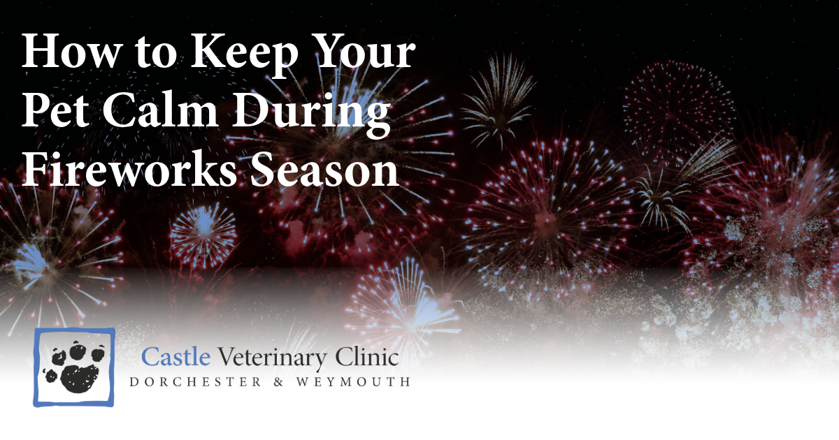 How to Keep Your Pet Calm During Fireworks Season